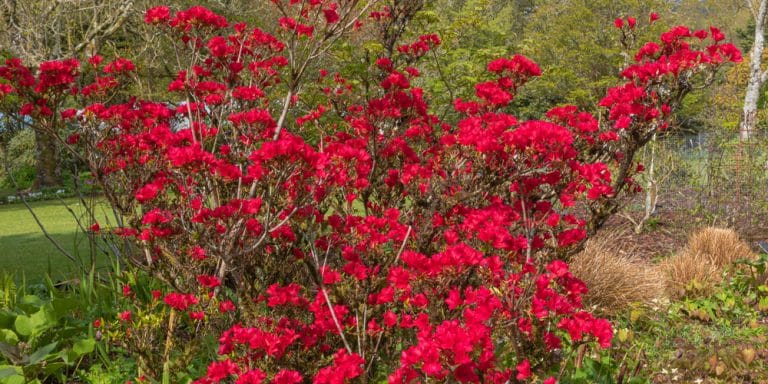 Autumn Ruby Azalea Growth and Care Guide - GFL Outdoors
