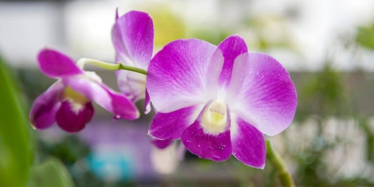 Butterfly Orchid Care: Everything You Need to Know – GFL Outdoors