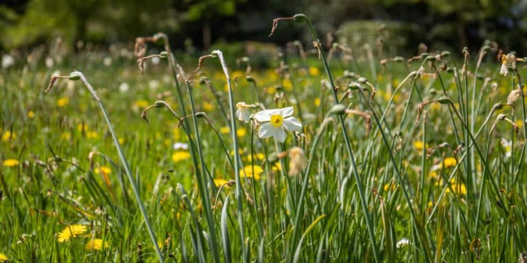 What to Do with Daffodils After They Bloom? – GFL Outdoors