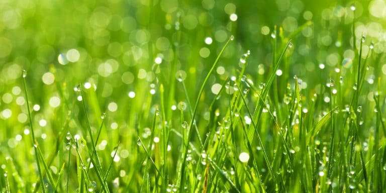 Different Colors Of Grass: What Causes Grass to Change Color