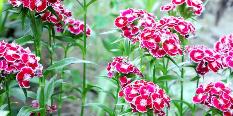 Deadhead Dianthus Flowers: Tips and Tricks - GFL Outdoors