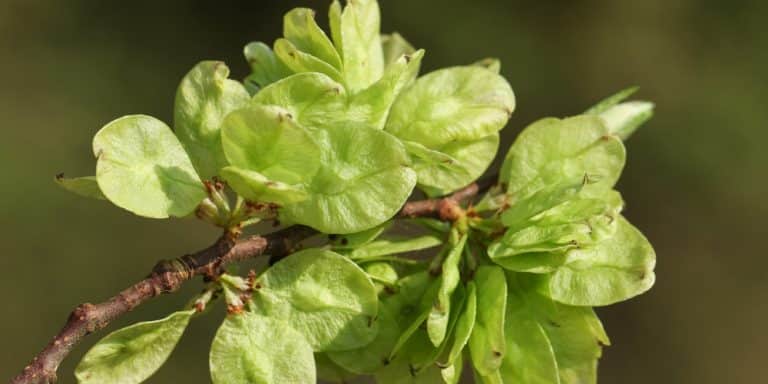 Are Elm Trees Evergreen or Deciduous? Let's Find Out! - GFL Outdoors
