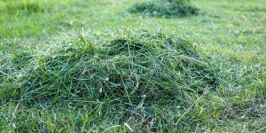 Grass Seed for Coastal Areas: Discovering Resilient, Salt-Tolerant ...