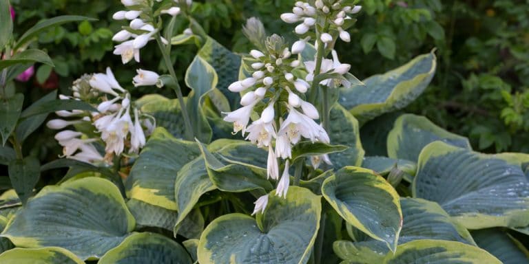 When Should You Cut The Blooms Off of Hostas? - GFL Outdoors