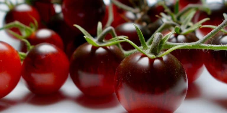 Midnight Snack Cherry Tomato Care: Everything You Need to Know
