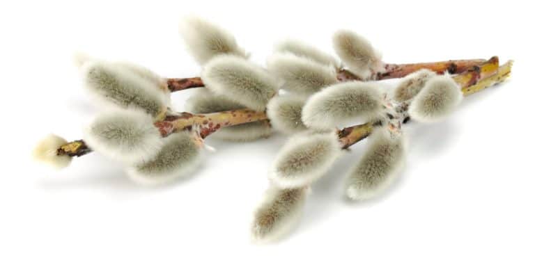When Do Pussy Willows Bloom? The Time of Catkins - GFL Outdoors