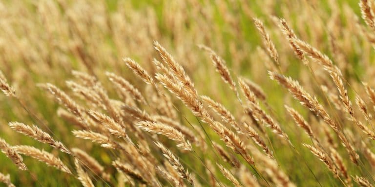 How to Get Rid of Reed Canary Grass: The Definitive Guide