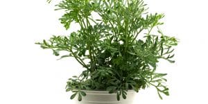 Ruda Plant: Growth and Care Guide - GFL Outdoors