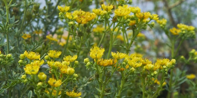 Ruda Plant: Growth and Care Guide - GFL Outdoors