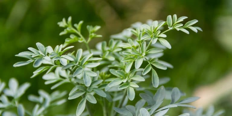 Ruda Plant: Growth and Care Guide - GFL Outdoors