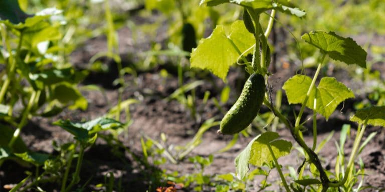 Bush Cucumber Varieties: 5 Tasty Types and Where They Grow Best