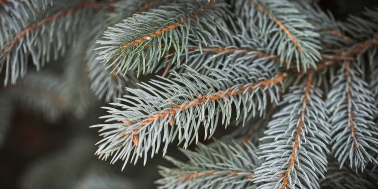 Silvertip Christmas Tree: What You Need to Know About These Trees