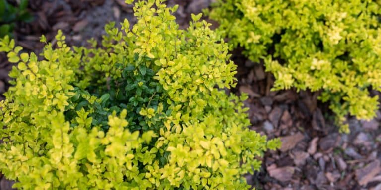 Ligustrum Tree Care: Everything You Need to Know – GFL Outdoors