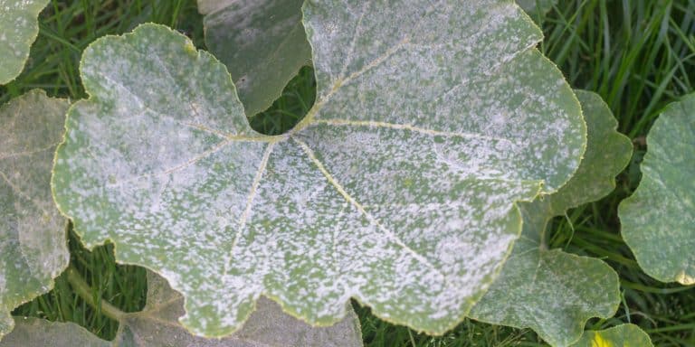 White Powder on Pumpkin Leaves: How To Get Rid Of It