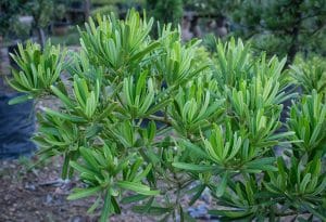 Yewtopia Plum Yew Care: Everything You Need to Know – GFL Outdoors