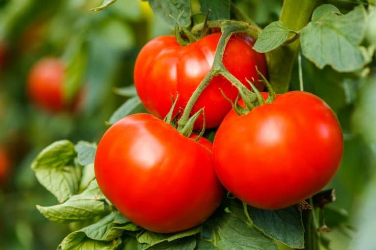 How to Pollinate Tomatoes: A Guide for Successful Fruit Set – GFL Outdoors
