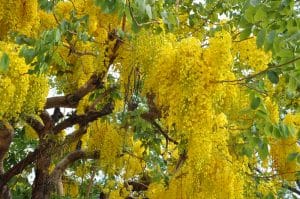 Cassia Tree Care: Everything You Need to Know - GFL Outdoors