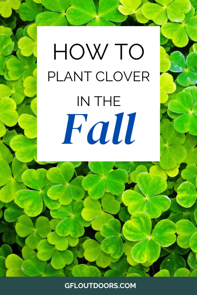 Everything You Need to Know About Planting Clover in the Fall - GFL ...