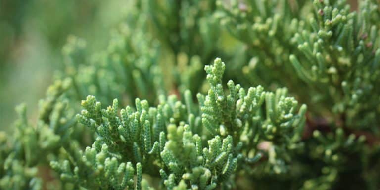 Juniper parsoni Care Guide: Everything You Need to Know – GFL Outdoors
