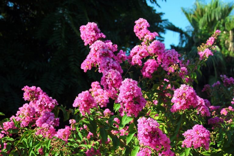 Muskogee Crape Myrtle: Growth and Care Guide - GFL Outdoors