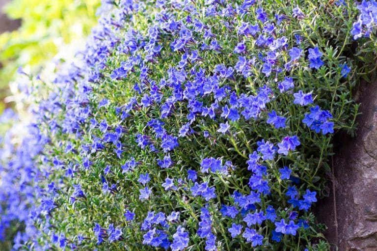 Zone 6 Evergreen Shrubs: 7 Varieties – GFL Outdoors