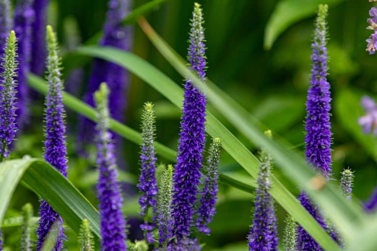 Which Perennials Should You Divide in Spring? A Guide to Splitting ...