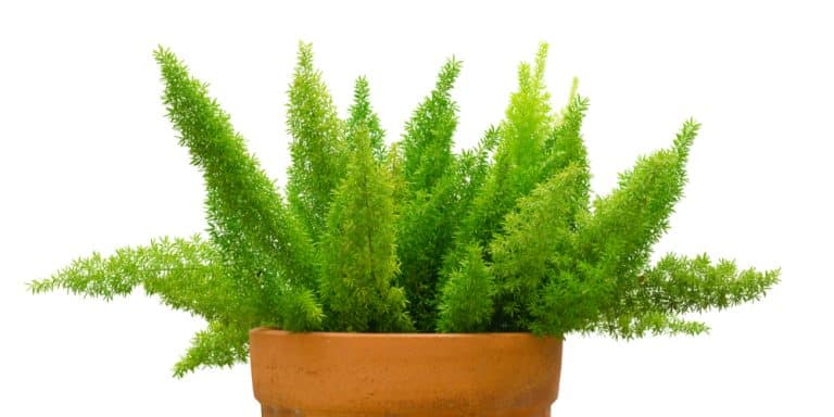 Sun Loving Ferns: A List of the Best Species for Your Yard – GFL Outdoors