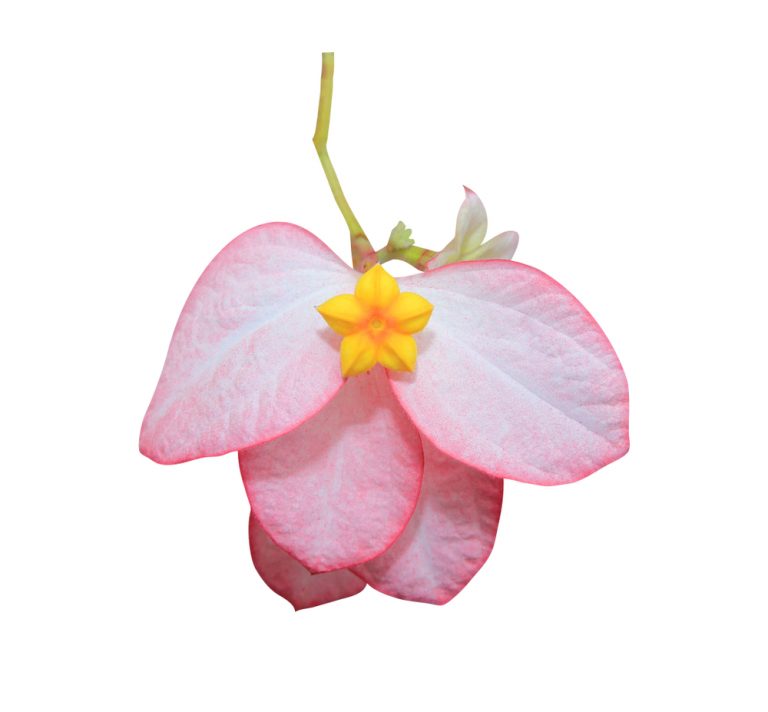 Aurora Flower Varieties for a Beautiful Yard - GFL Outdoors