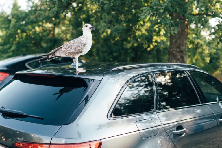 How to Keep Birds Off Your Car and Protect Your Vehicle from Bird Droppings