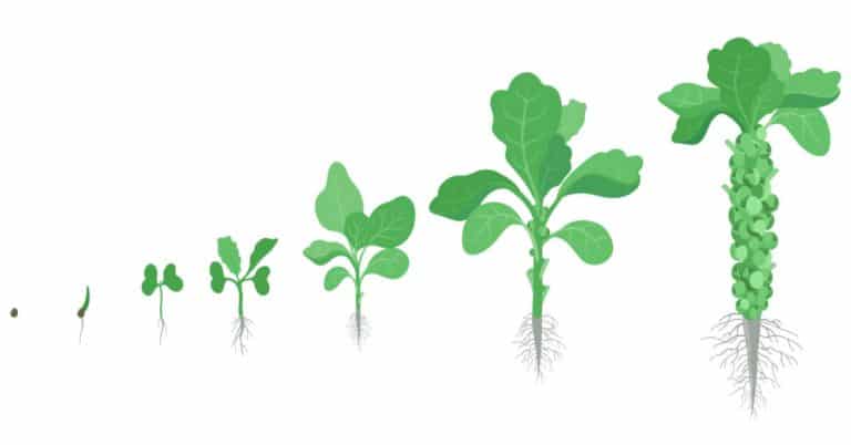 Brussel Sprouts Growing Stages Pictures