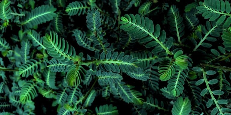 How to Get Rid of Chamberbitter: Weed Control Methods - GFL Outdoors