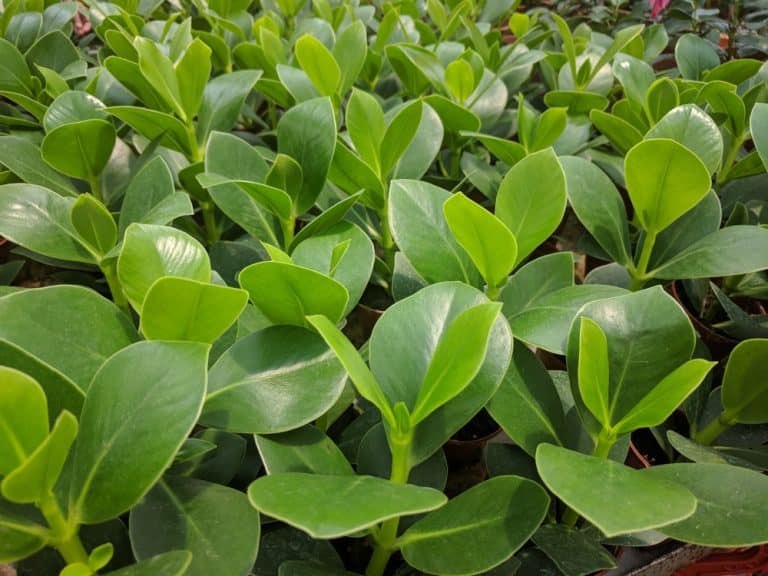 How to Plant Clusia Hedge: A Growers Guide - GFL Outdoors