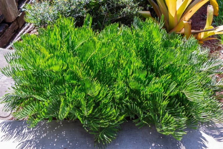 Coontie Palm Care: Everything You Need to Know - GFL Outdoors