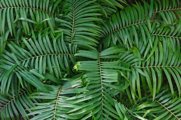 Coontie Palm Care: Everything You Need to Know - GFL Outdoors