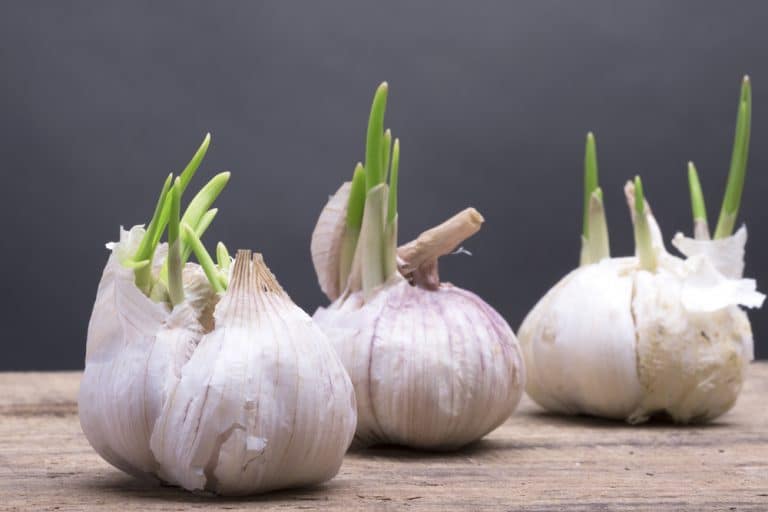 My Garlic is Sprouting Can I Plant it: Tips and Tricks