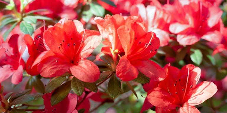 Azaleas in Georgia: A Growth and Care Guide - GFL Outdoors