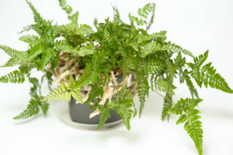 How to Propagate Rabbit Foot Fern: A Growers Guide