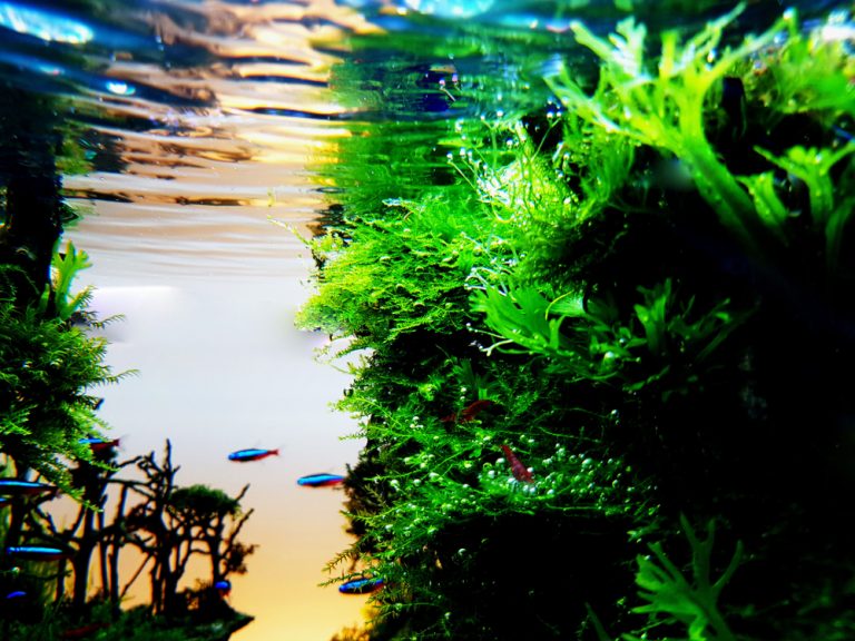 Can Java Fern Grow Out of Water: Growing Aquatic Ferns