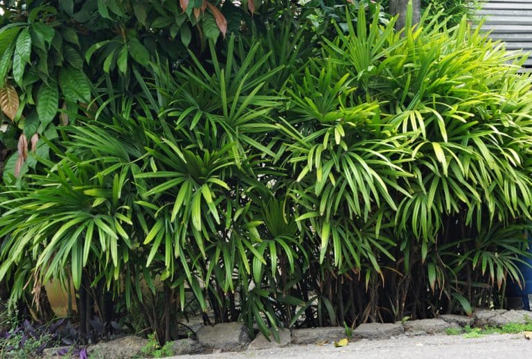 Multi Trunk Palm Trees: Which Varieties Have More Than One Trunk? - GFL ...