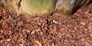 Pecan Shell Mulch Pros and Cons: Is It Beneficial For Plants
