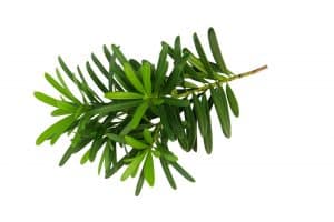 Podocarpus Care: Everything You Need to Know - GFL Outdoors