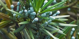 Podocarpus Care: Everything You Need to Know - GFL Outdoors