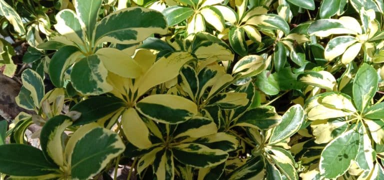 Schefflera Gold Capella: Growth and Care Guide - GFL Outdoors