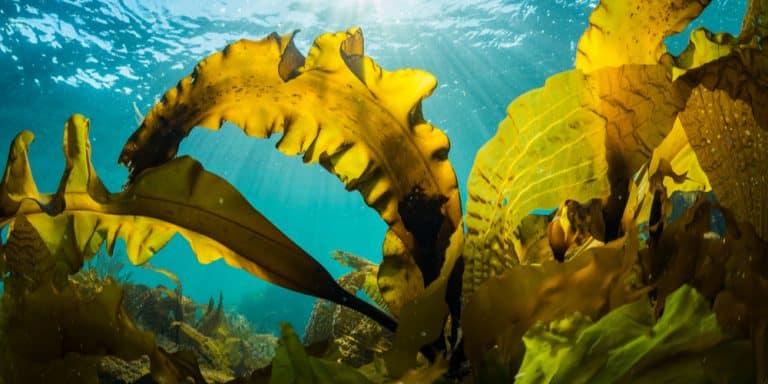 Sea Kelp Lawn Fertilizer: The Power of the Ocean - GFL Outdoors