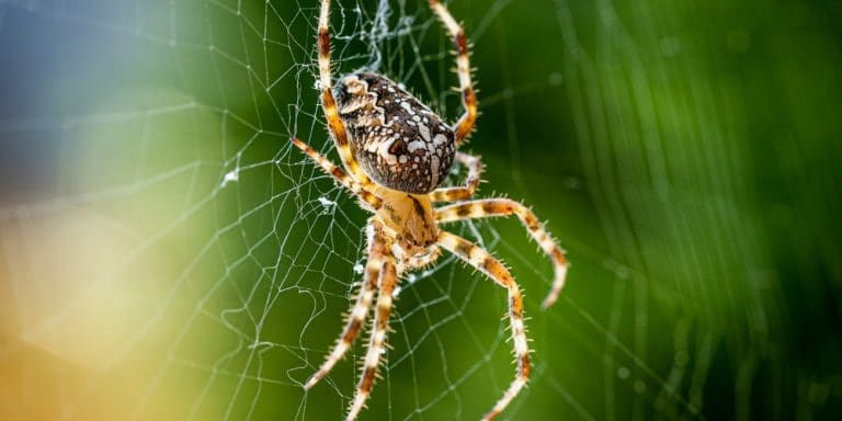 Does Green Attract Spiders: Everything You Need to Know