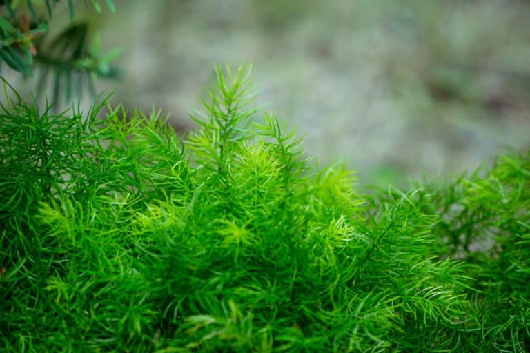 Sprengeri Fern Care: Everything You Need to Know – GFL Outdoors