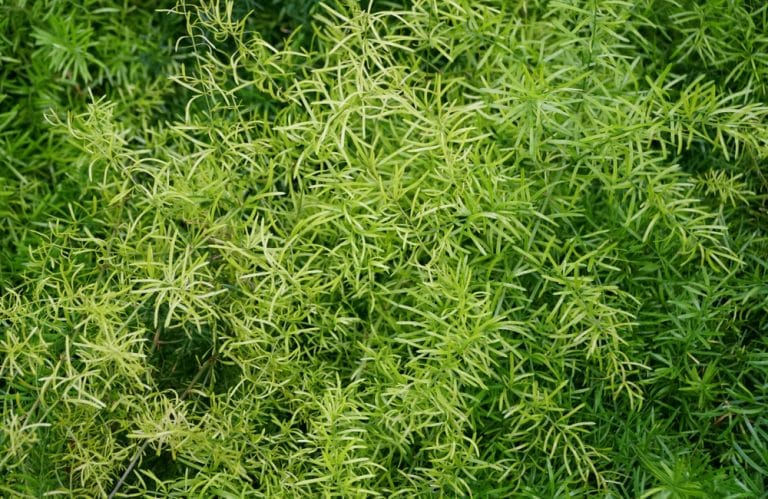 Sprengeri Fern Care: Everything You Need to Know – GFL Outdoors