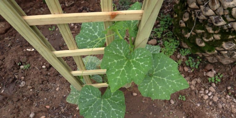 The Secret to Successful Squash: Optimal Planting Time and Cultivation ...