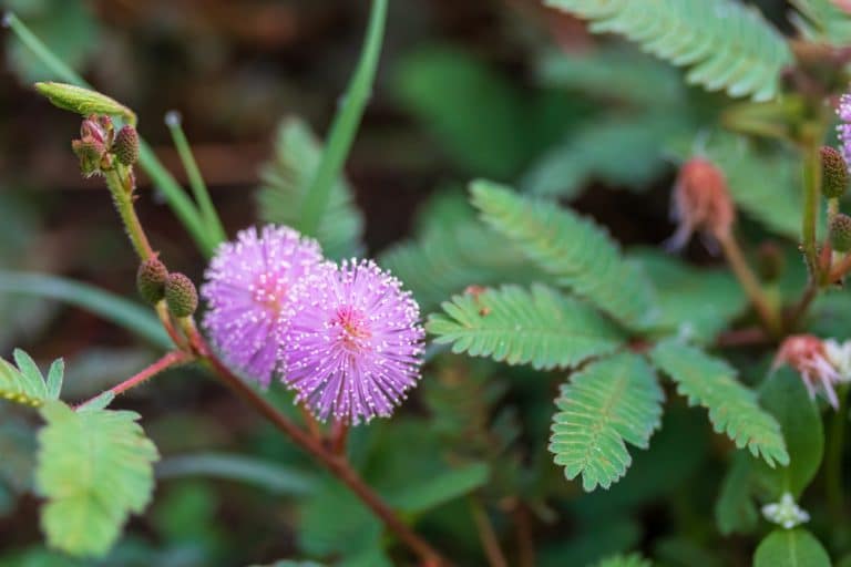 Sunshine Mimosa Care: Everything You Need to Know