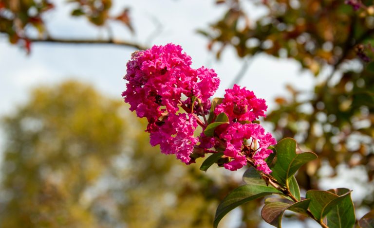 Tuscarora Crape Myrtle Care: Everything You Need to Know